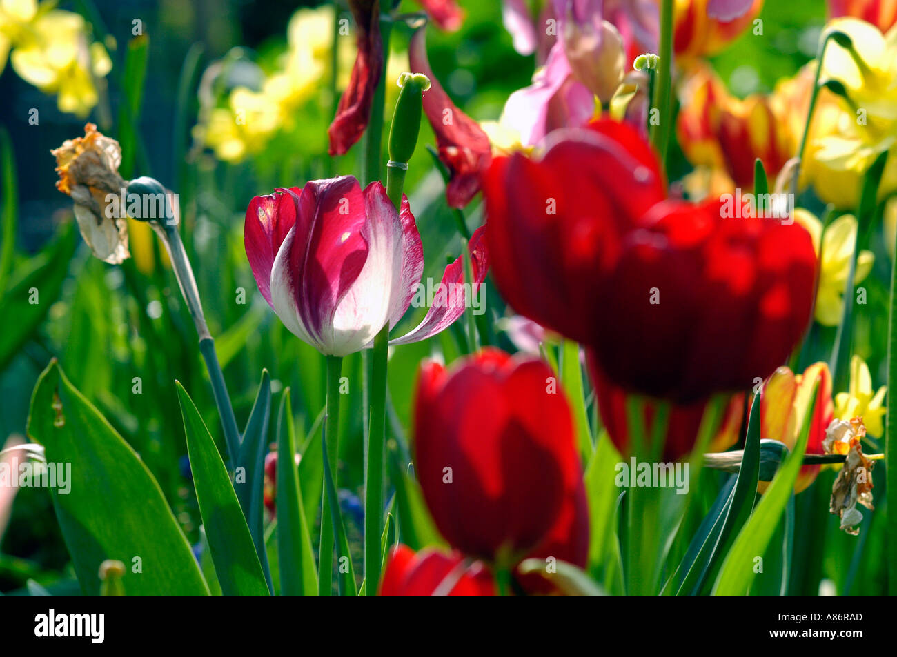 Spring flowers grow in a community garden Stock Photo - Alamy