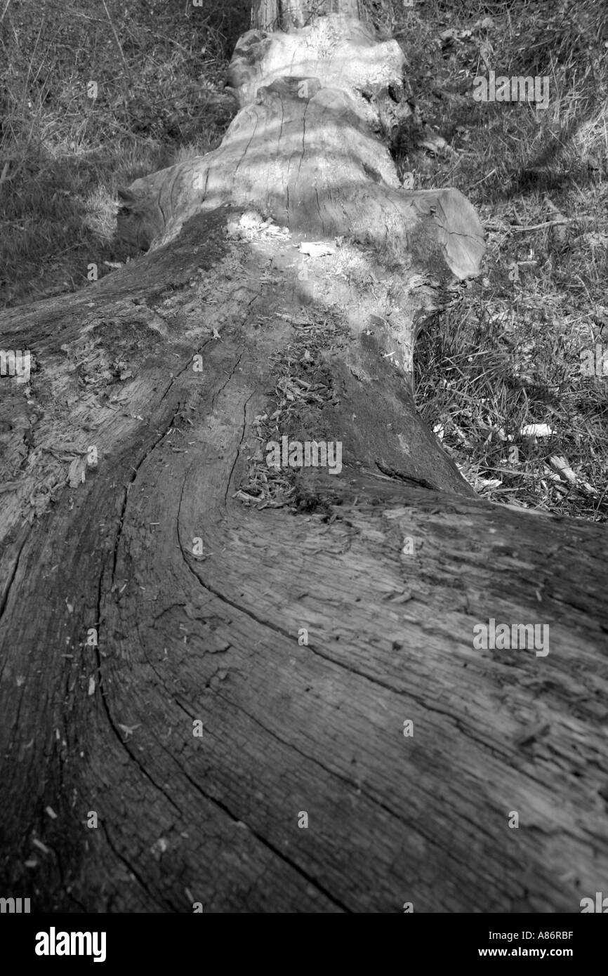 shadowy log black and white Stock Photo - Alamy