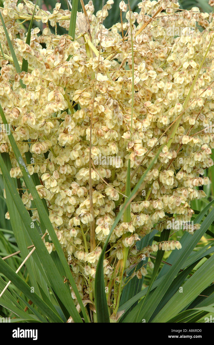 Ponytail palm hi-res stock photography and images - Alamy
