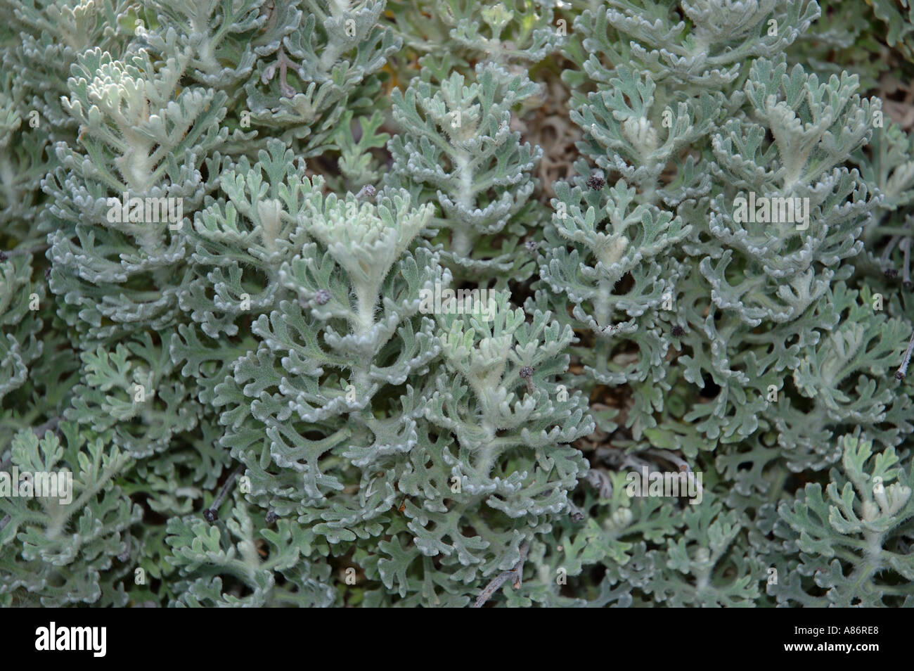 Silver leaf plant hi-res stock photography and images - Alamy