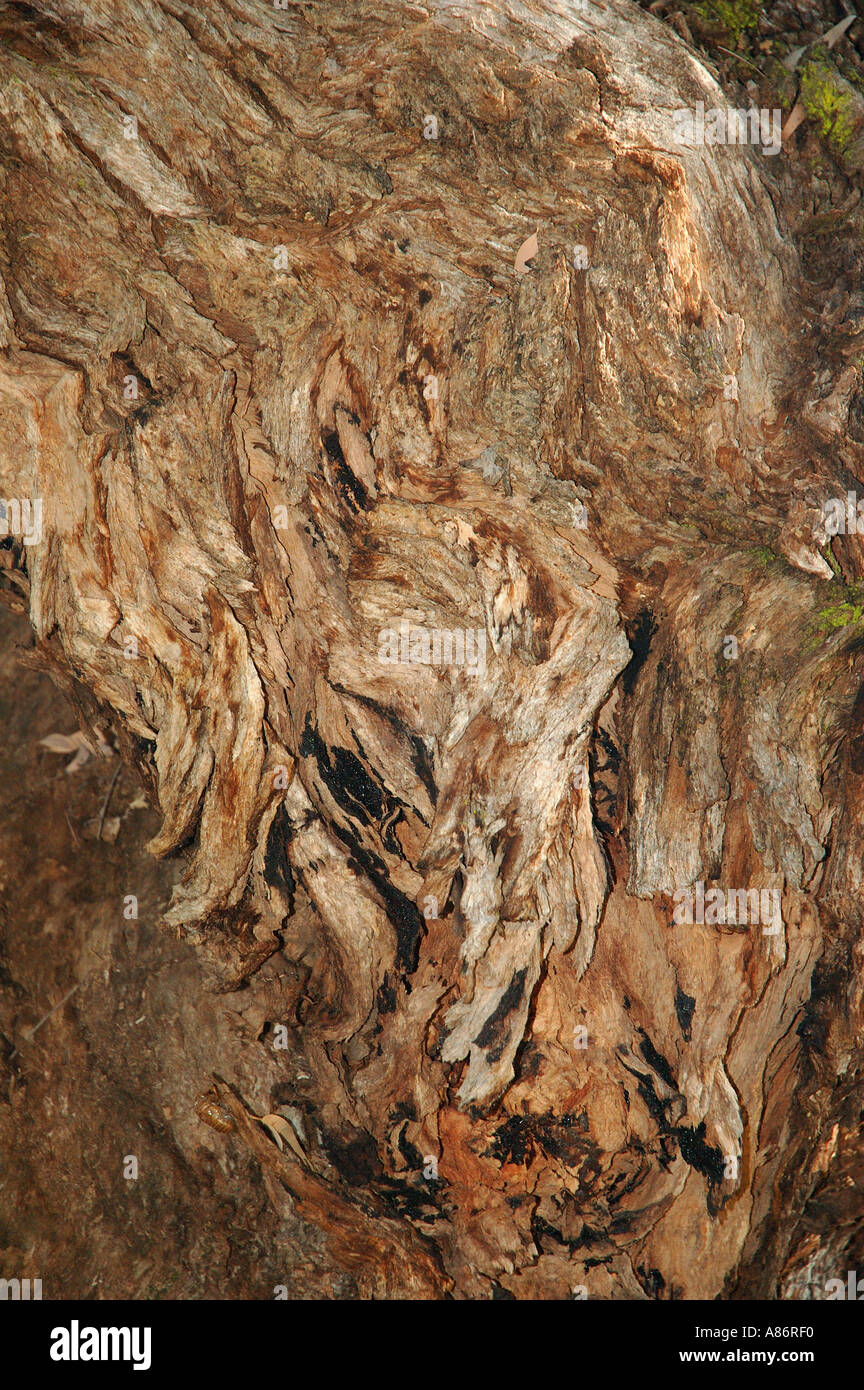 Bark texture gum tree hi-res stock photography and images - Alamy