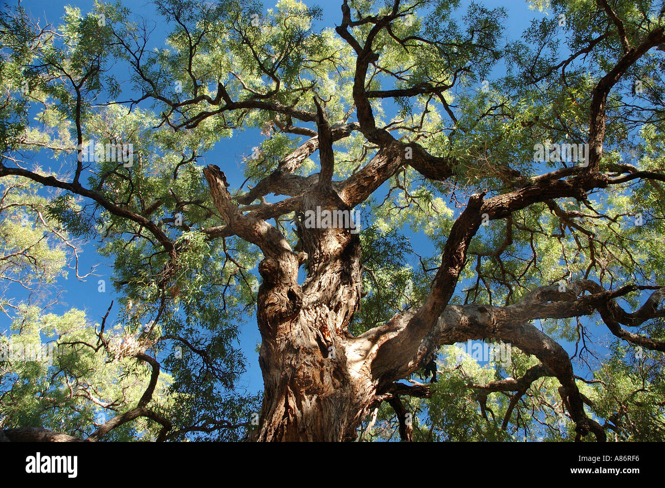 Blue gum tree, leaf hi-res stock photography and images - Alamy