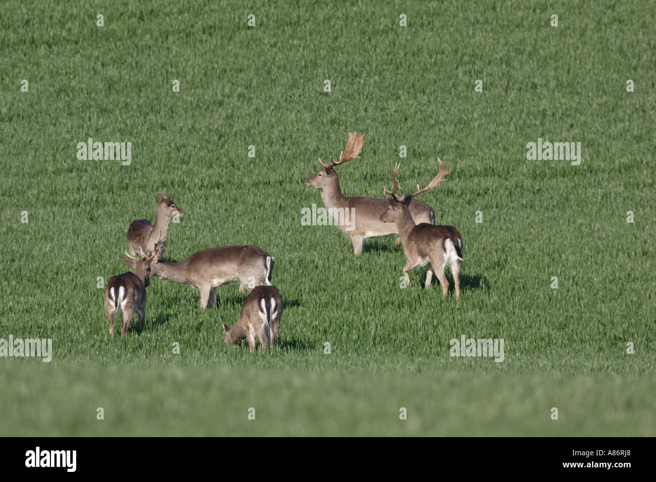 FALLOW DEER HERD GRAZING IN CORNFIELD Stock Photo - Alamy