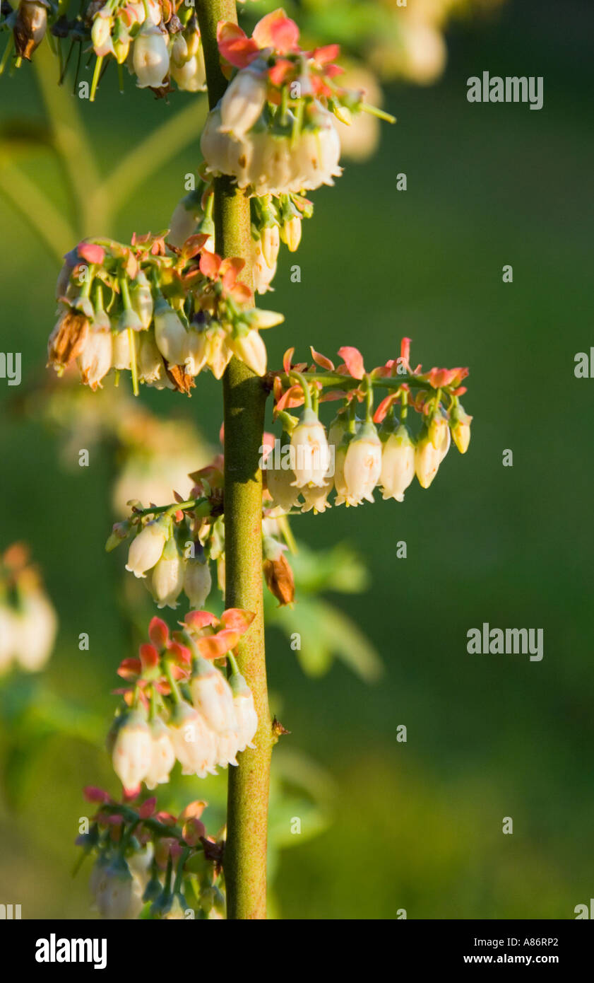 Blueberry flower hi-res stock photography and images - Alamy