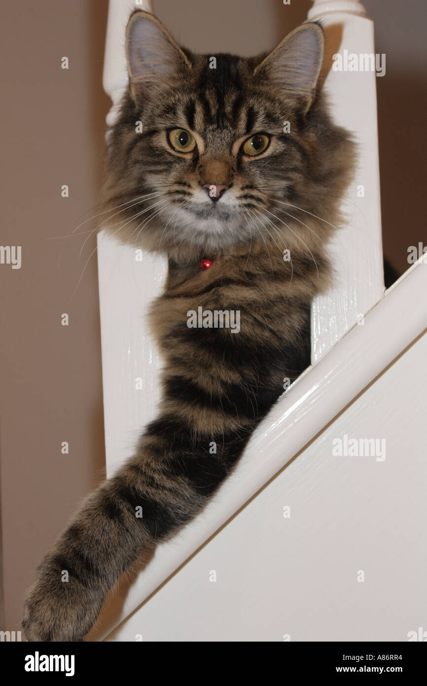 Mancoon cat hi-res stock photography and images - Alamy