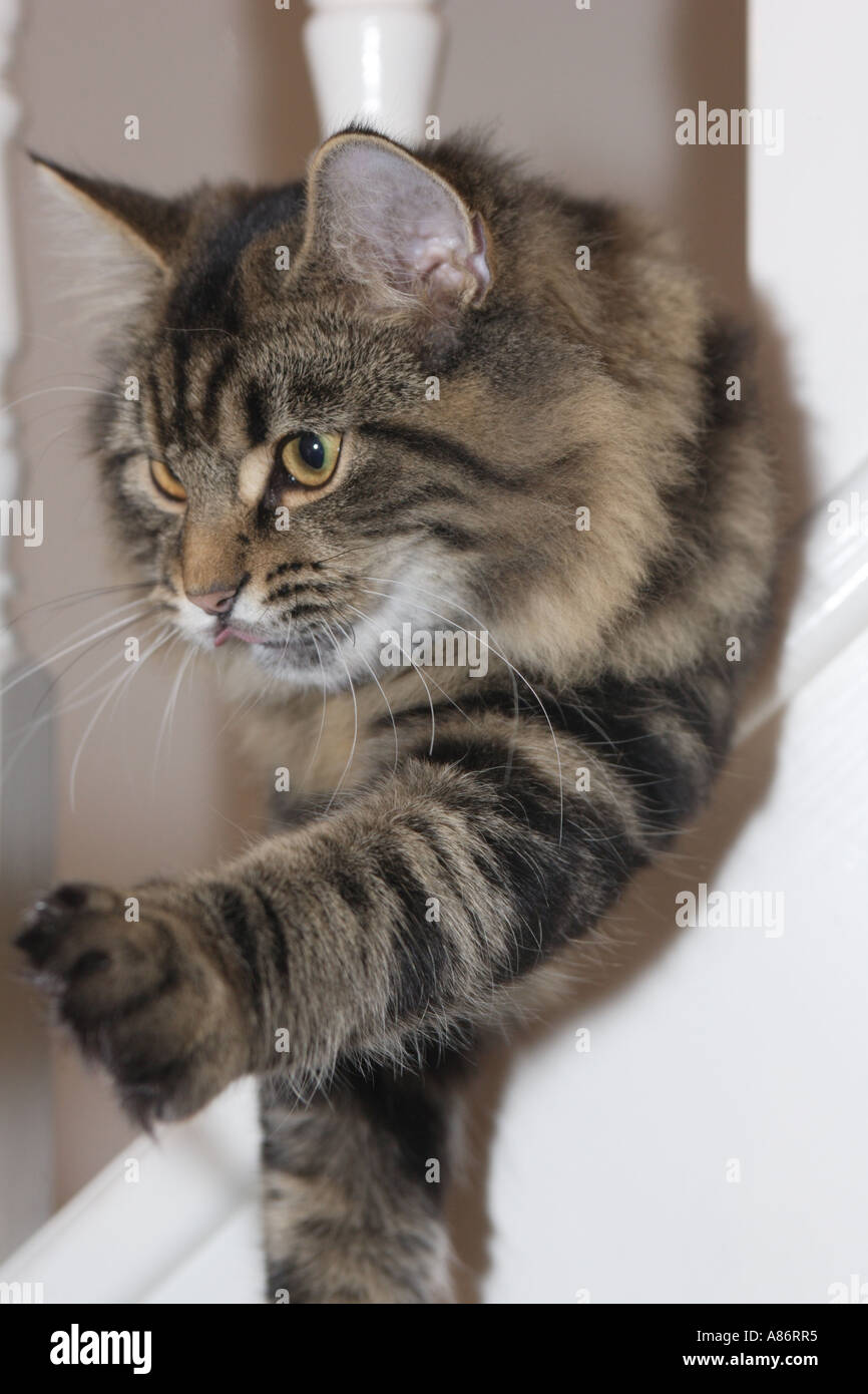 Mancoon hi-res stock photography and images - Alamy