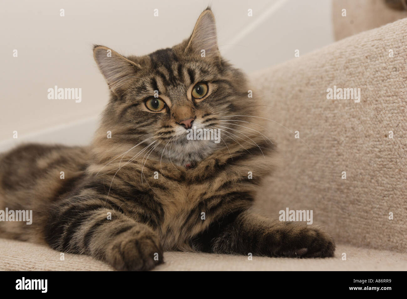 Mancoon hi-res stock photography and images - Alamy