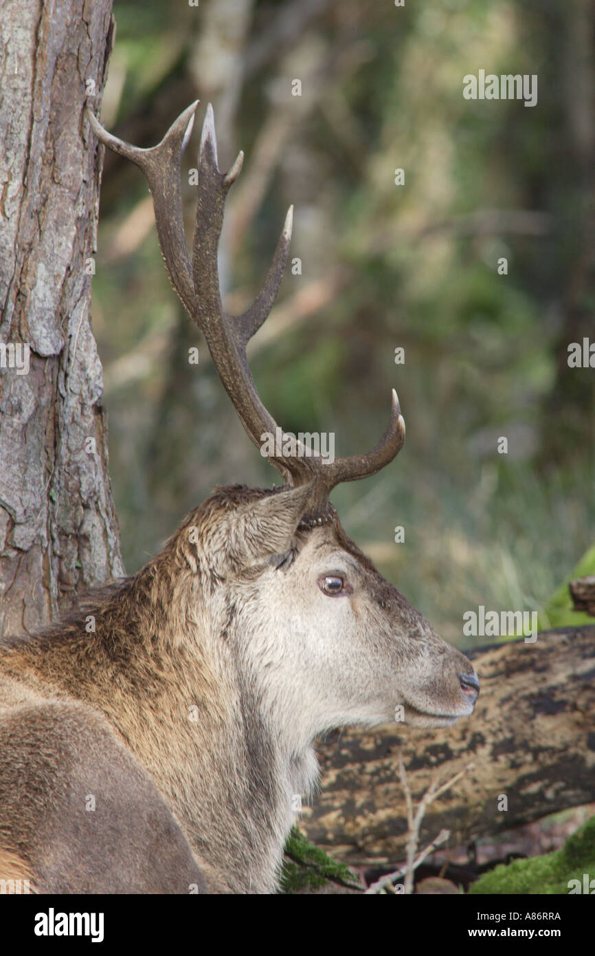 RED DEER STAG RESTING Stock Photo - Alamy
