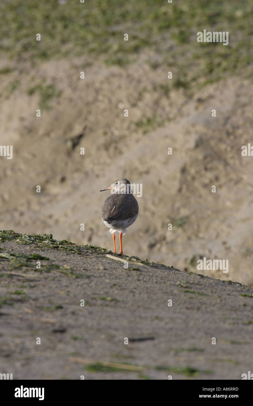 Red shank bird hi-res stock photography and images - Alamy