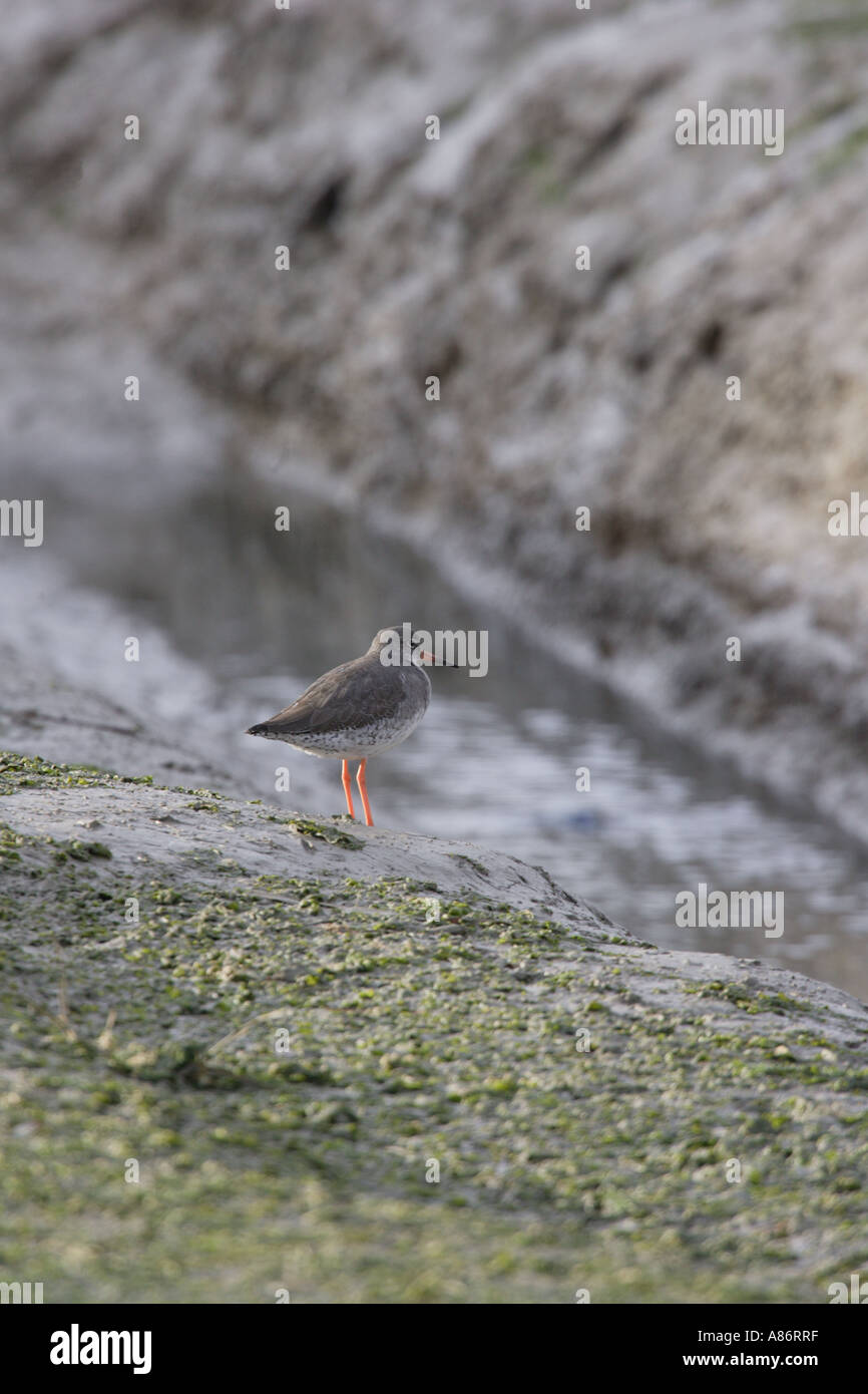 Red shank bird hi-res stock photography and images - Alamy