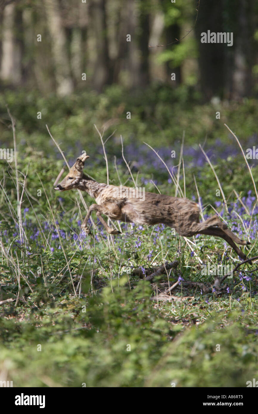 ROE DEER BUCK LEAPING IN BLUEBELL WOOD ARUNDEL SUSSEX UK Stock Photo ...