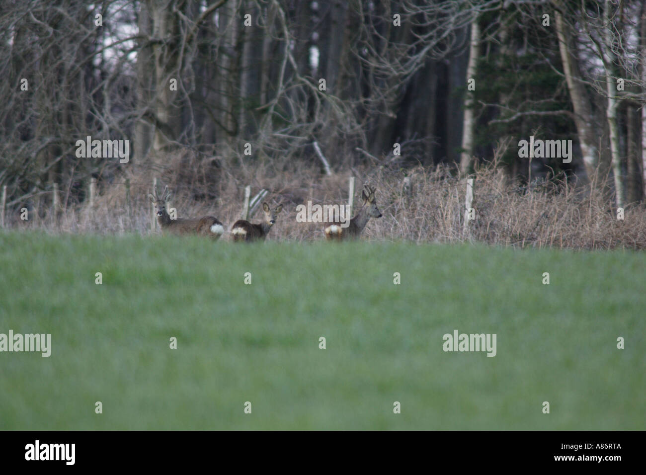 ROE DEER HERD IN CORNFIELD Stock Photo - Alamy