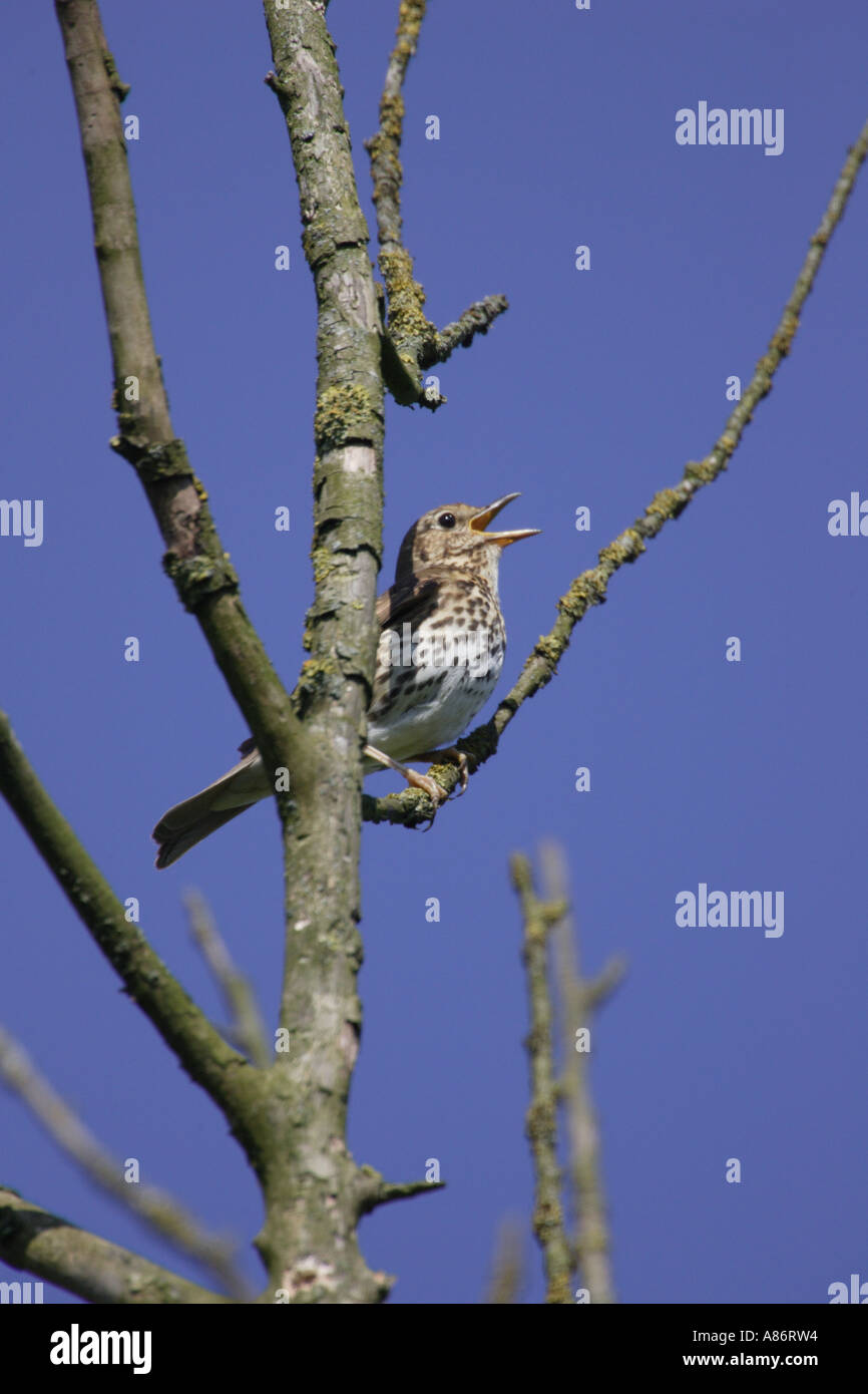 SONG THRUSH SINGING FROM ASH TREE ARUNDEL SUSSEX UK Stock Photo - Alamy
