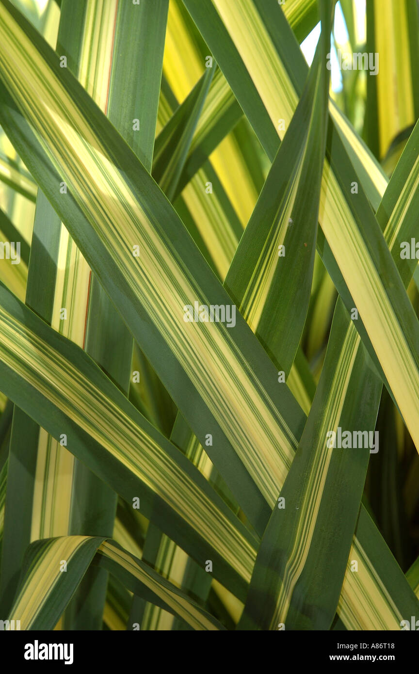 Variegated flax 3114 Stock Photo - Alamy