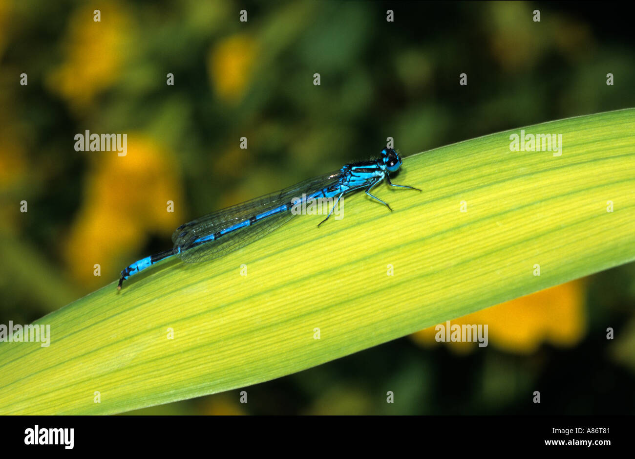 blue damsel fly on variegated leaf Stock Photo - Alamy
