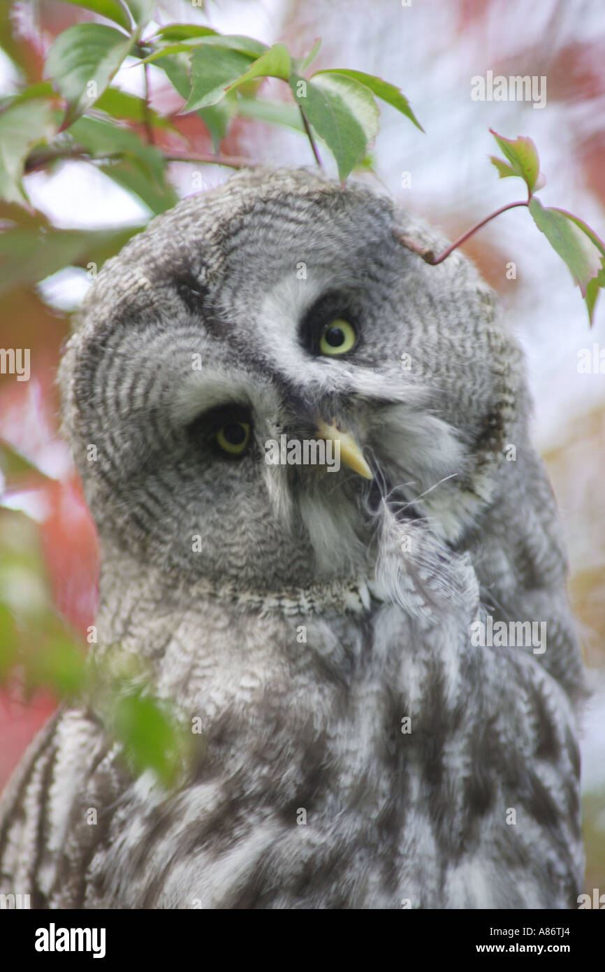 GREAT GREY OWL Stock Photo - Alamy