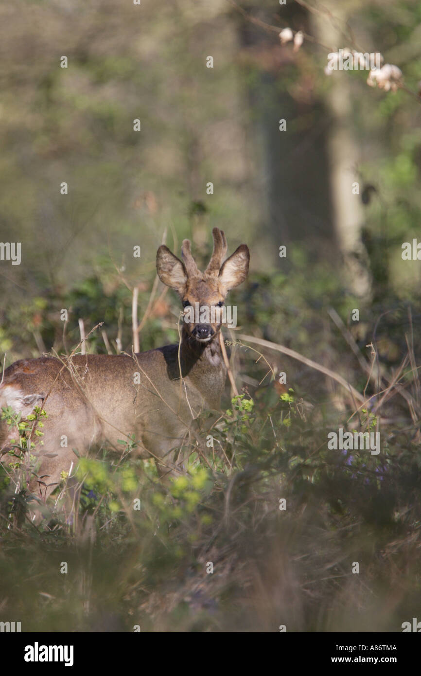 Friendly buck hi-res stock photography and images - Alamy