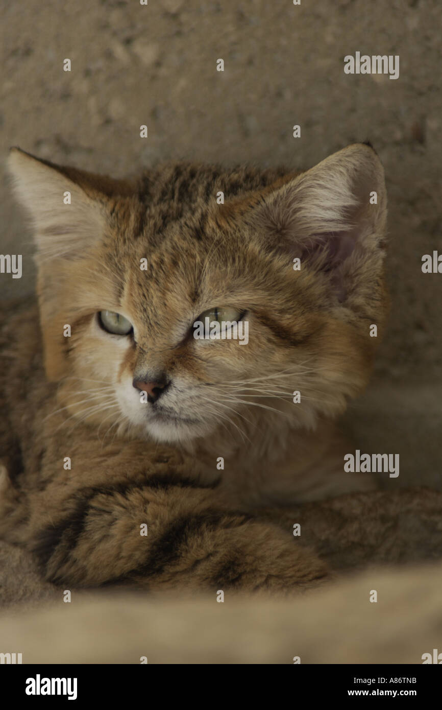 SAND CAT LYING DOWN Stock Photo - Alamy
