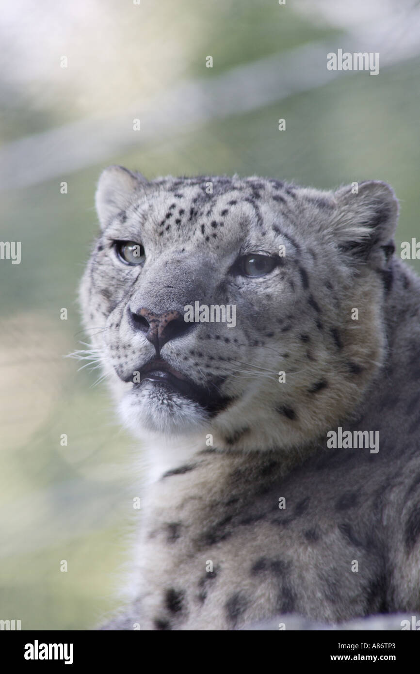 SNOW LEOPARD STARING Stock Photo - Alamy