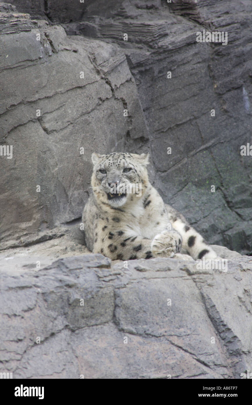 SNOW LEOPARD ON ROCK CLIFF Stock Photo - Alamy