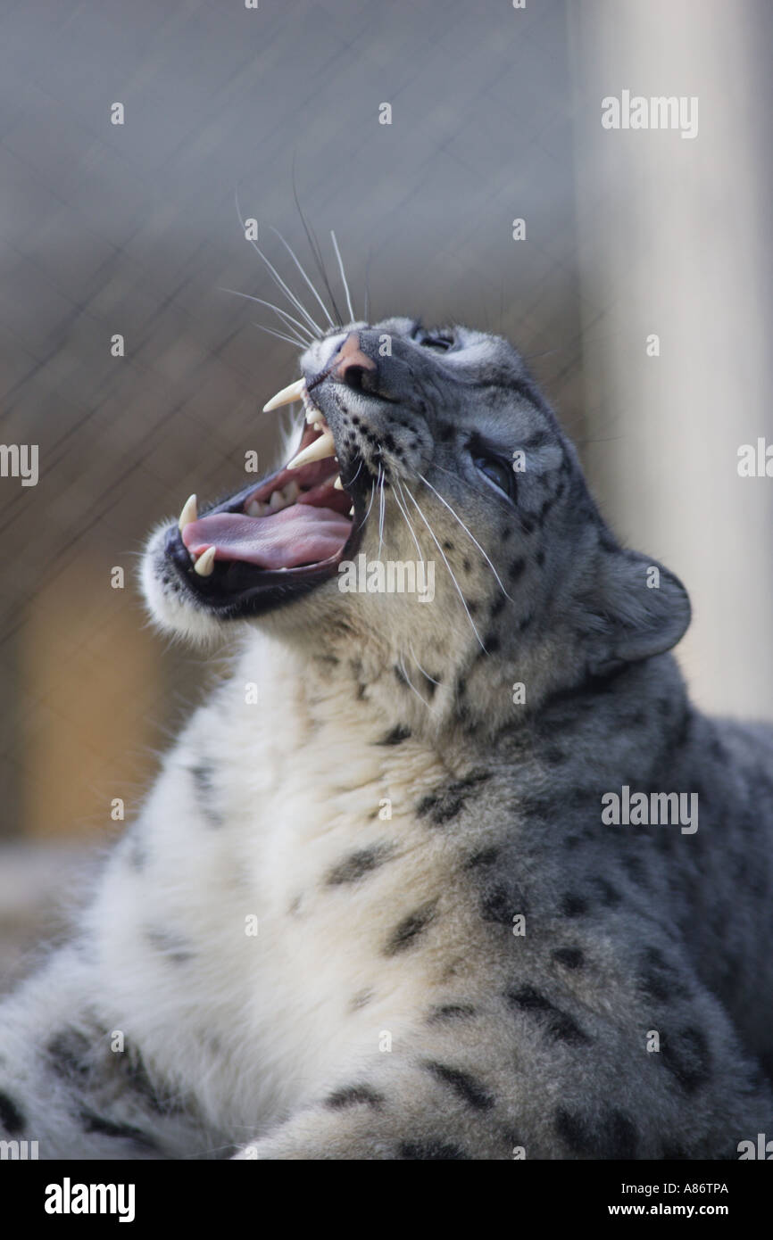 SNOW LEOPARD YAWNING AND SHOWING HIS JAWS Stock Photo - Alamy
