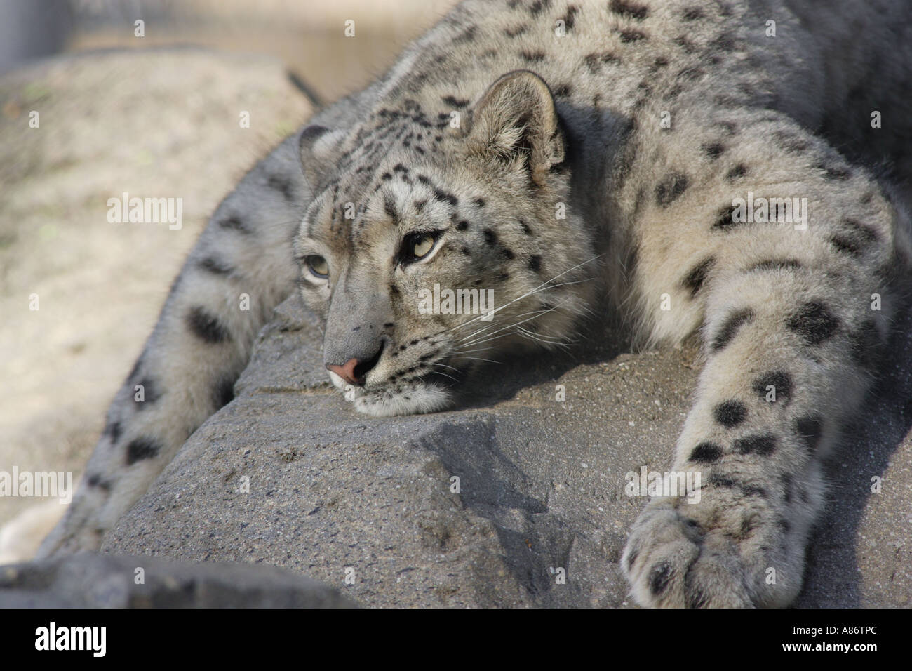 SNOW LEOPARD RESTING ON ROCK Stock Photo - Alamy