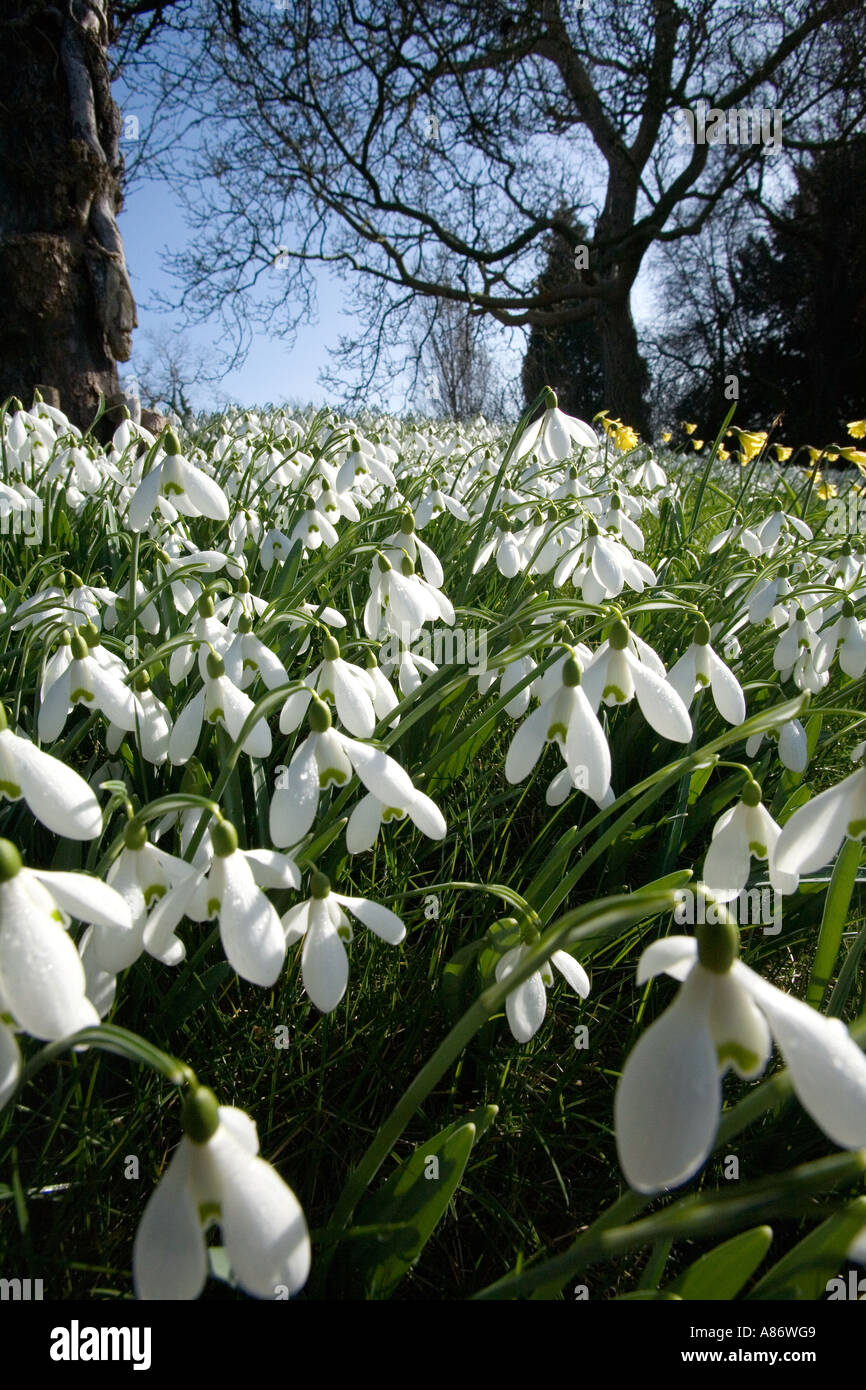 Woodland full of spring sunshine and carpet of fresh, white snowdrops ...