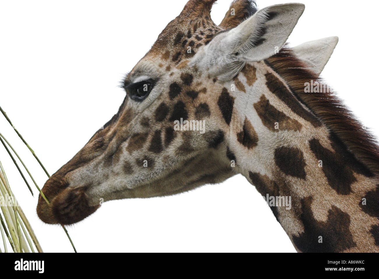 Giraffe at Chester Zoo, England Stock Photo - Alamy