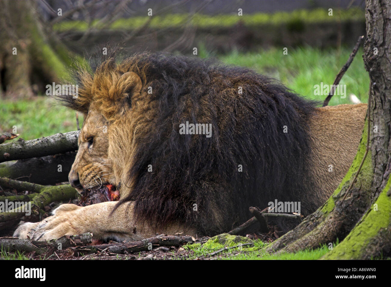 Lion at Chester Zoo, England Stock Photo - Alamy