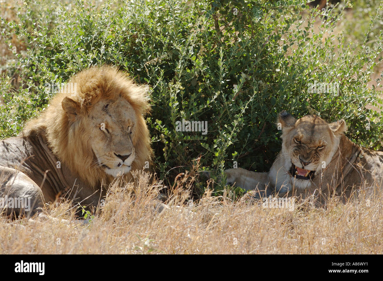 Male and Female Lions resting after mating in the Masai Mara National ...