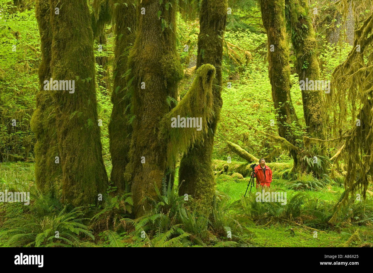 Olympic National Park, WA, Temperate Rainforest Hoh River Valley ...