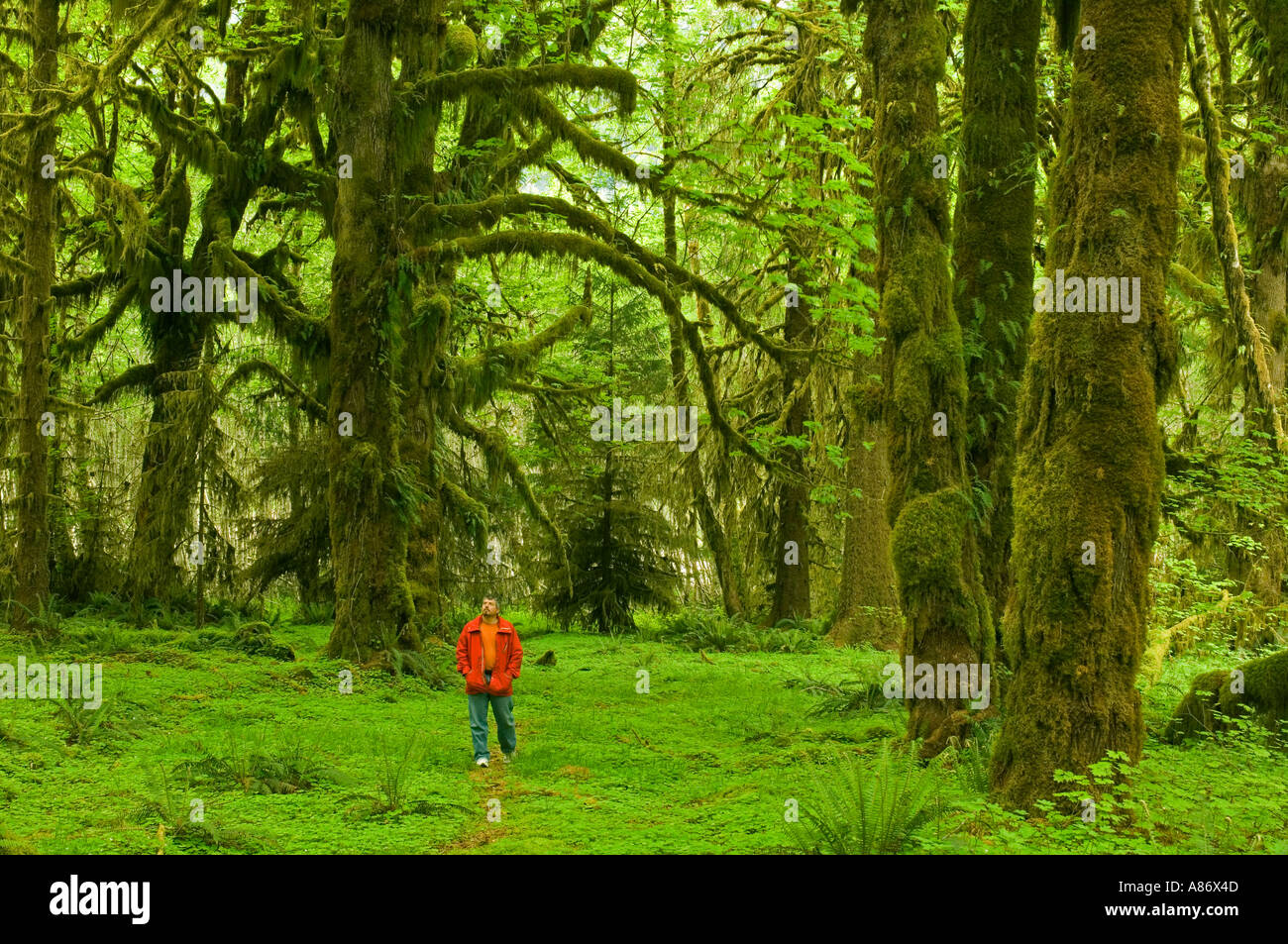 Olympic National Park WA Temperate Rainforest Hoh River Valley Hiker in ...