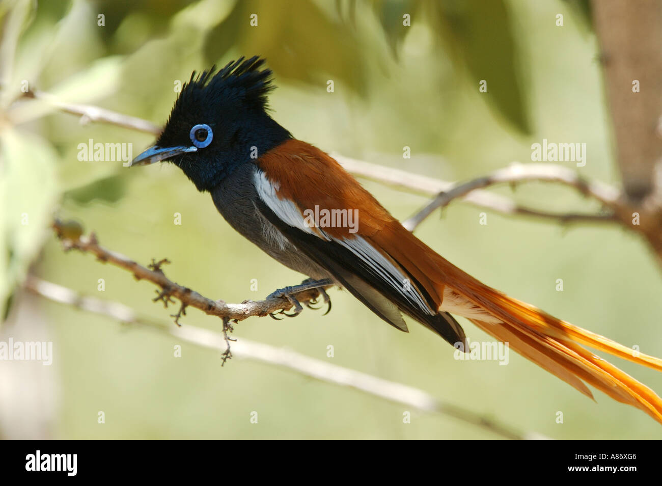 African paradise fly catcher hi-res stock photography and images - Alamy