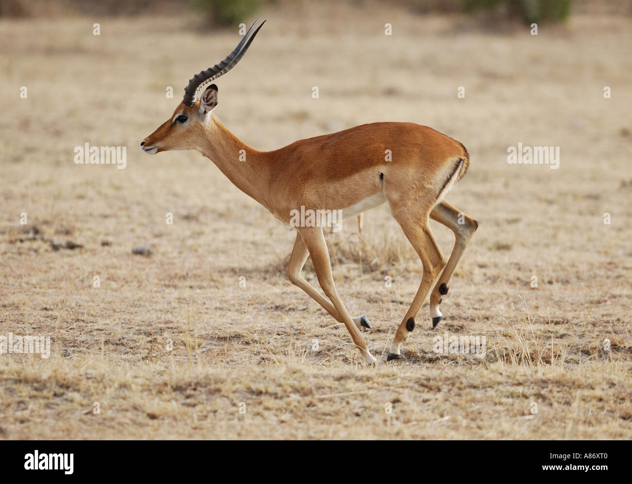 Impala running hi-res stock photography and images - Alamy