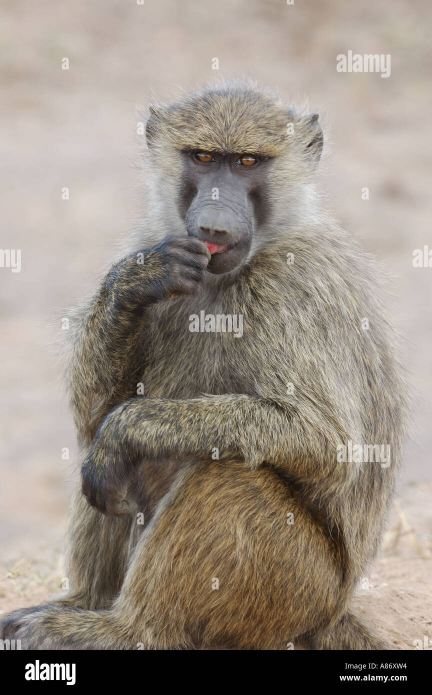 Baboon eat hi-res stock photography and images - Alamy