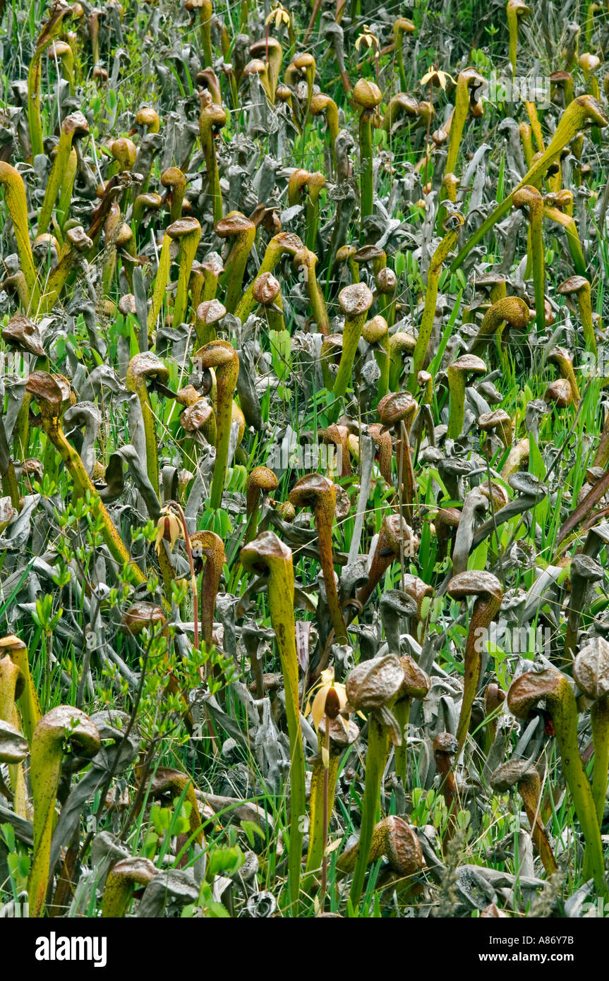 Wetland plants oregon hi-res stock photography and images - Alamy