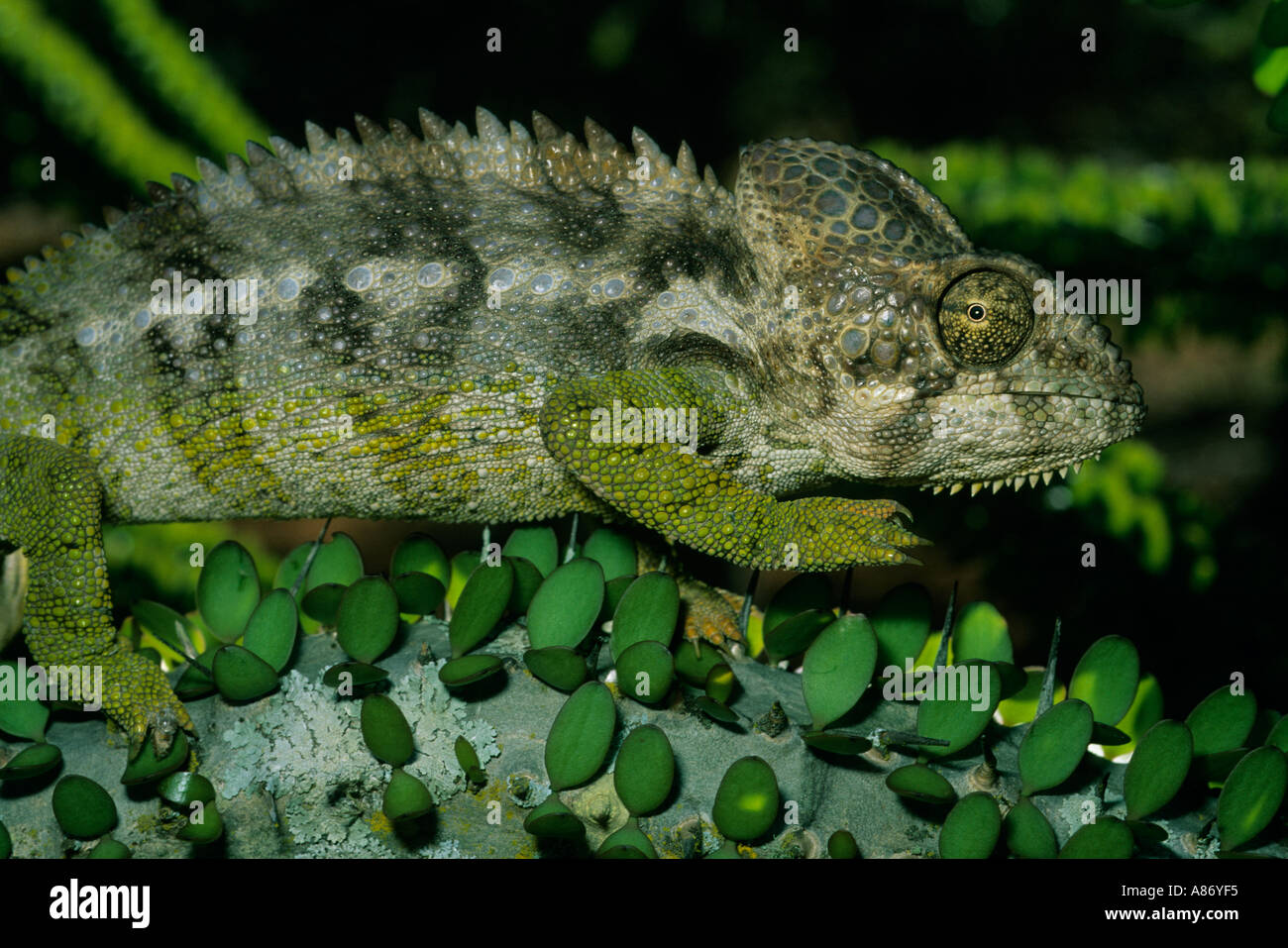 WARTY CHAMELEON (Furcifer verrucosus) on Alluaudia spiny tree Berenty ...
