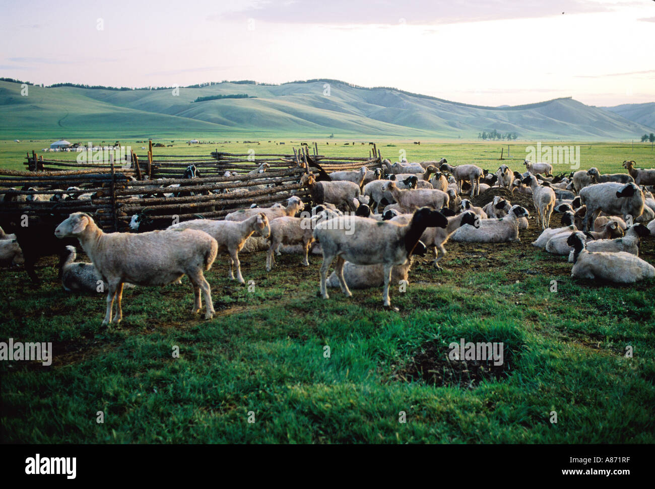 North mongolia sheep hi-res stock photography and images - Alamy
