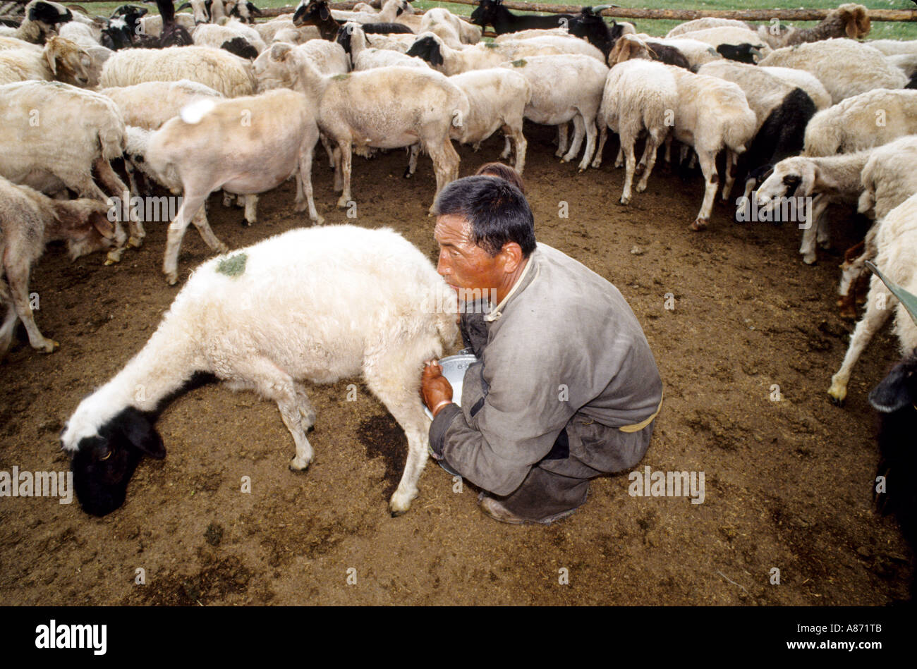 Mongolia a nomad milking his sheep in the Khoevsgoel province Stock ...