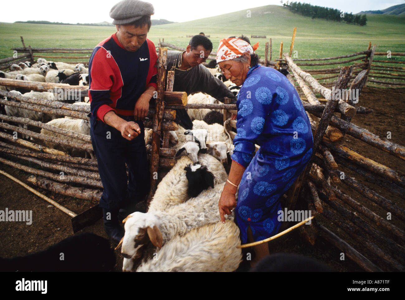 Mongolia after milking his sheep a nomad counts them in the Khoevsgoel ...