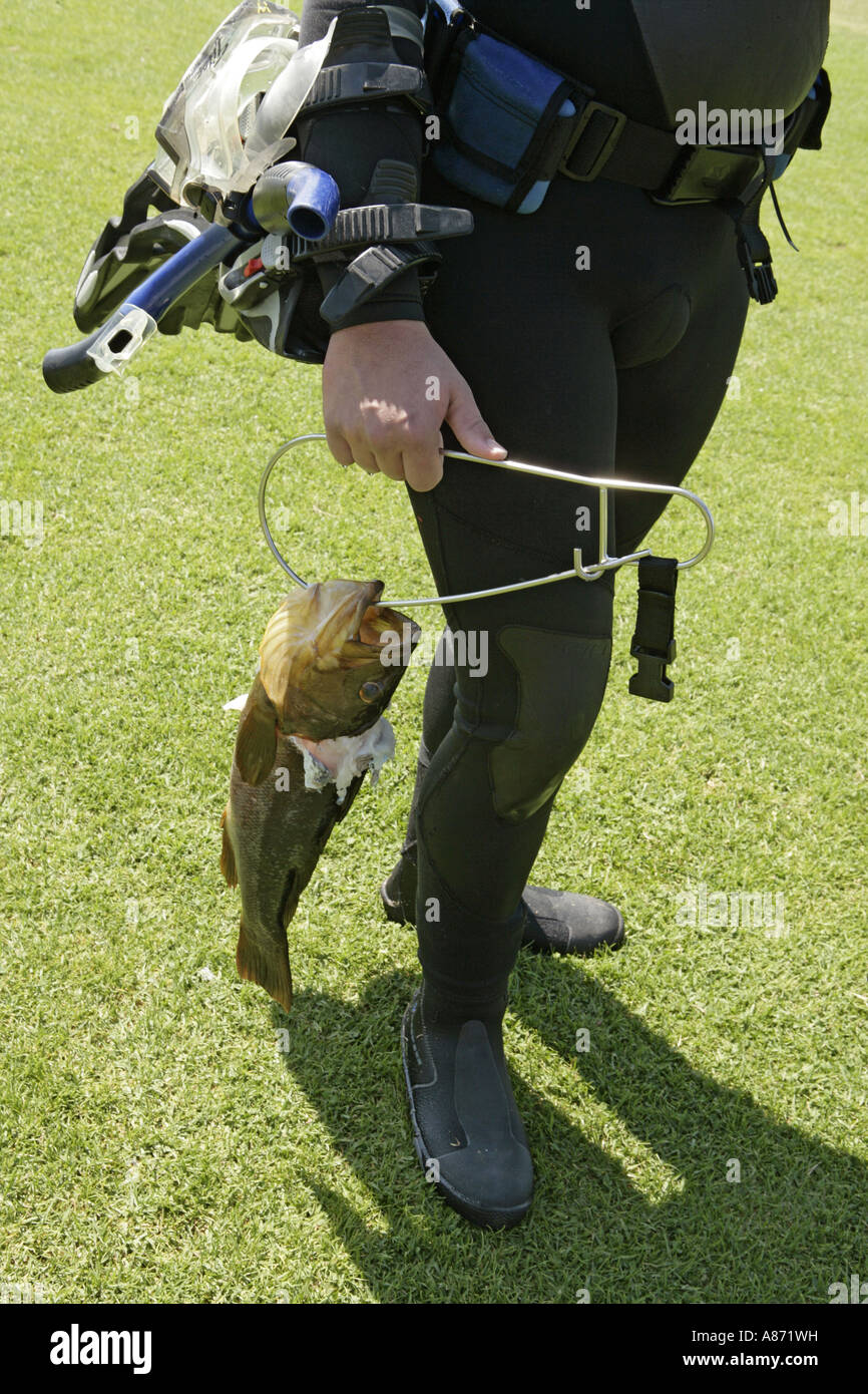 View of a diver with his catch Stock Photo - Alamy