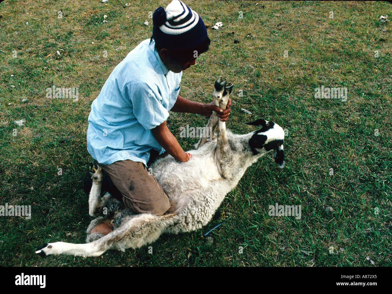 Mongolia traditional way of slaughtering a sheep in Mongolia A small ...
