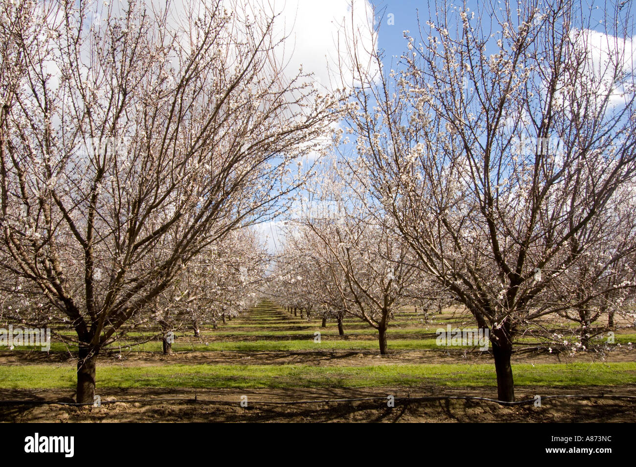Beautiful almond garden rows hi-res stock photography and images - Alamy