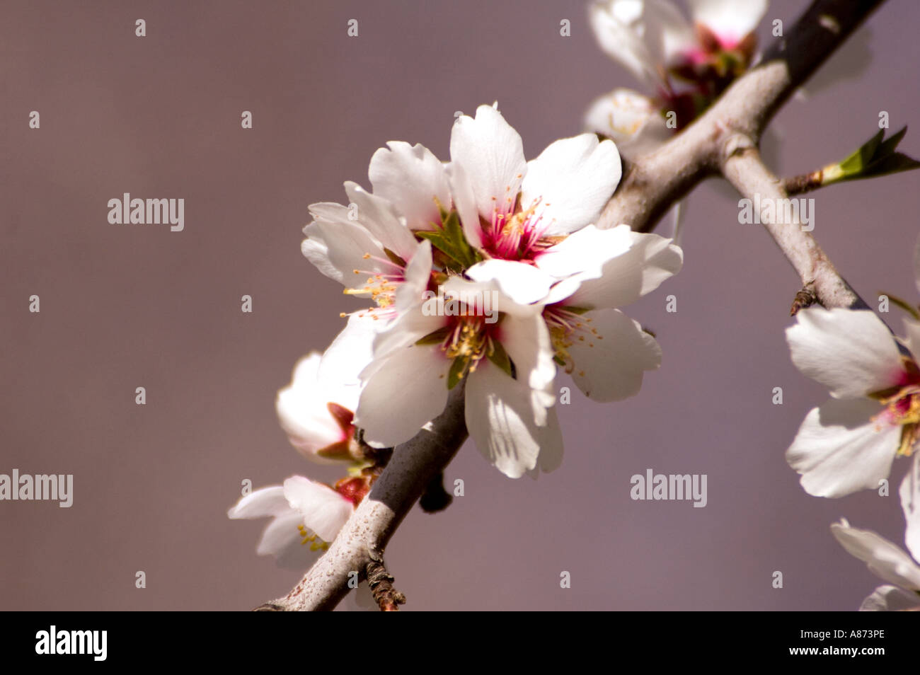 Spring Almond Tree Blooming Stock Photo - Alamy