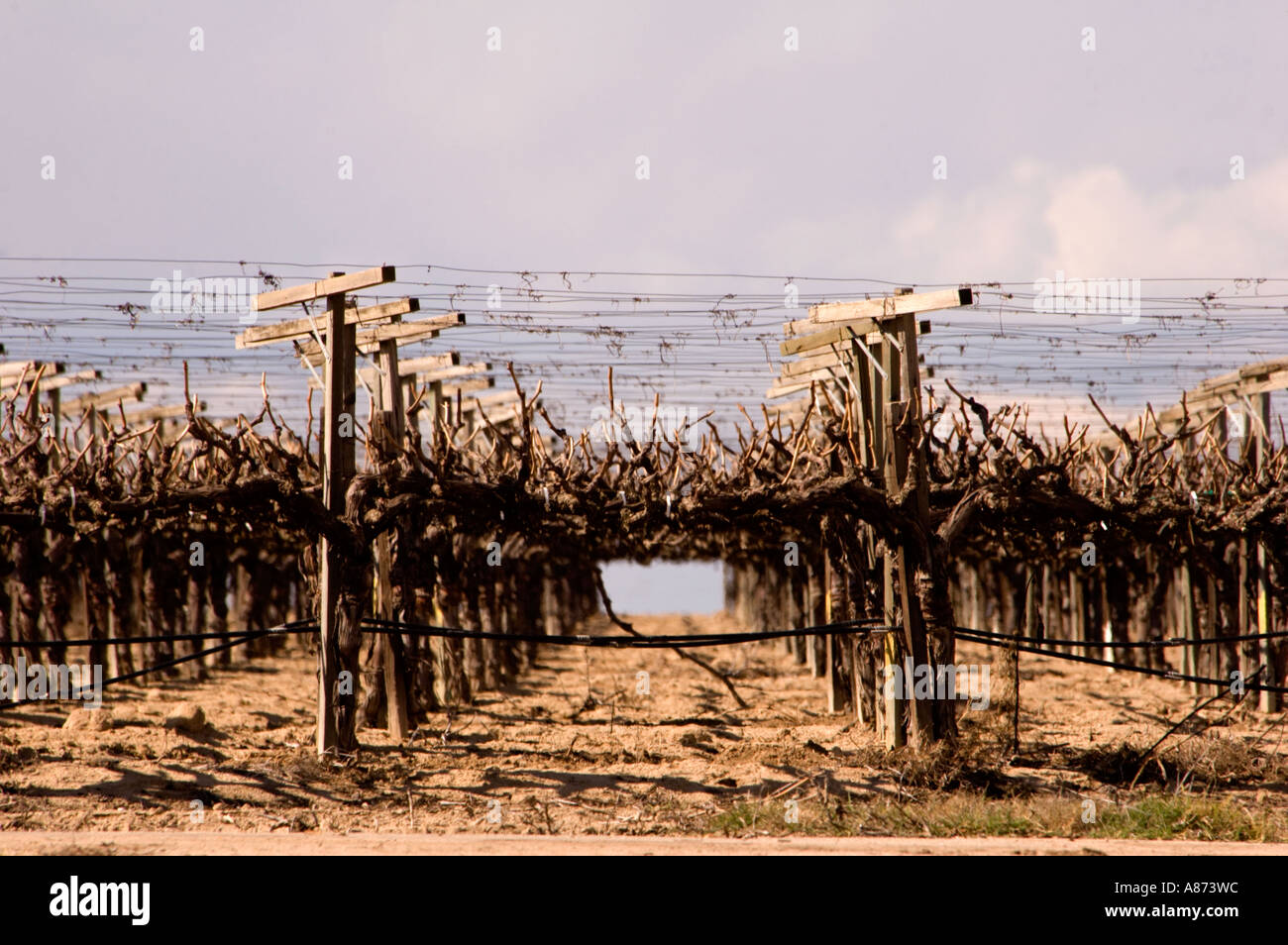 Grape vine dormant hi-res stock photography and images - Alamy