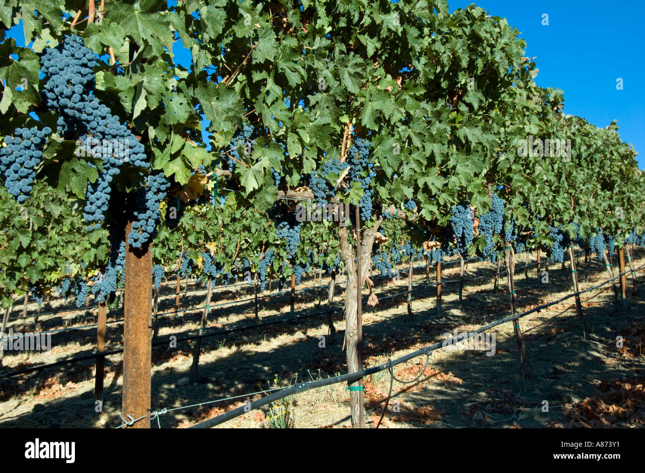Ripe Grapes Ready For Harvest Hanging On Rows Of Grapevines Stock Photo ...