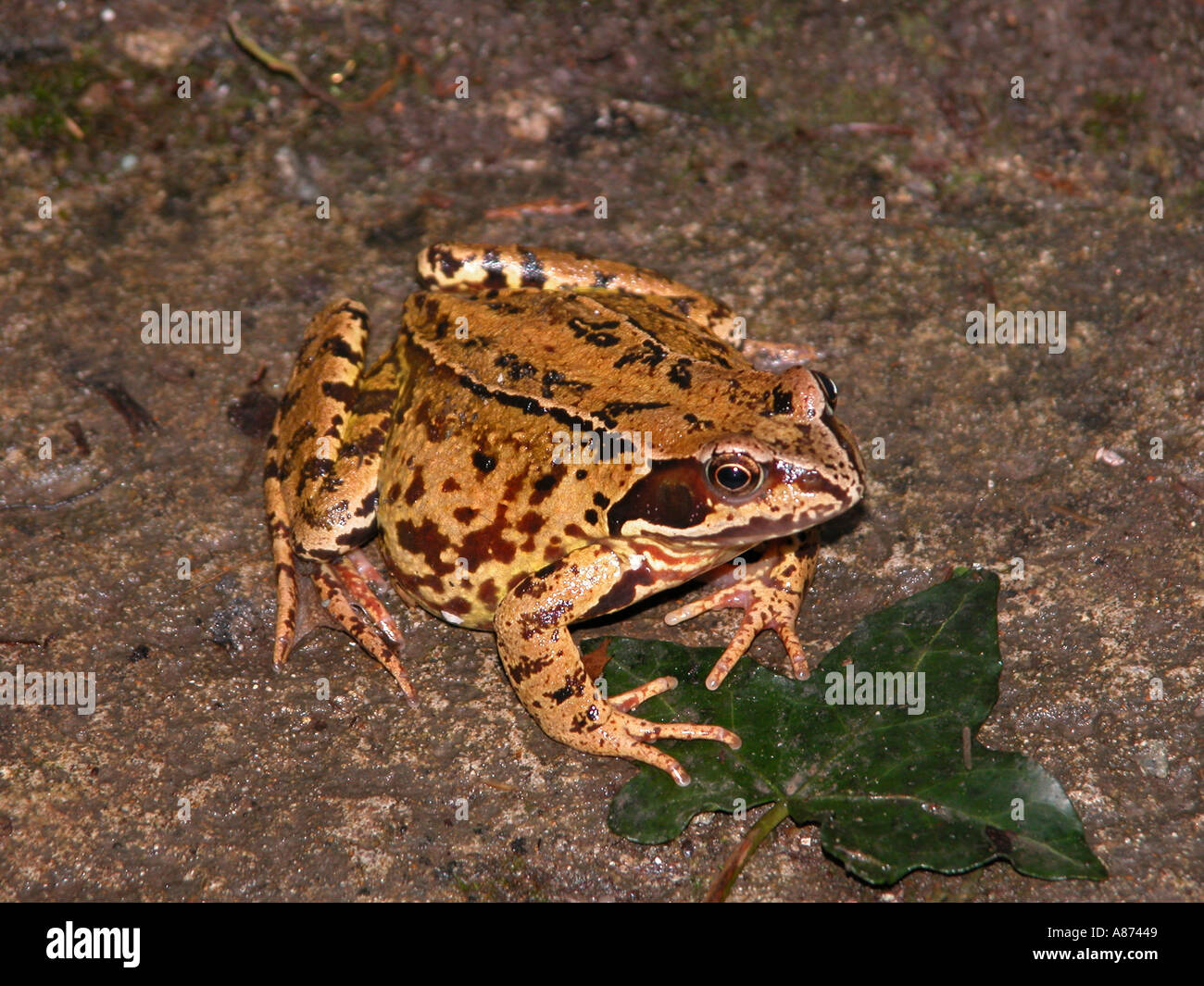 Common frog Rana temporaria Stock Photo - Alamy