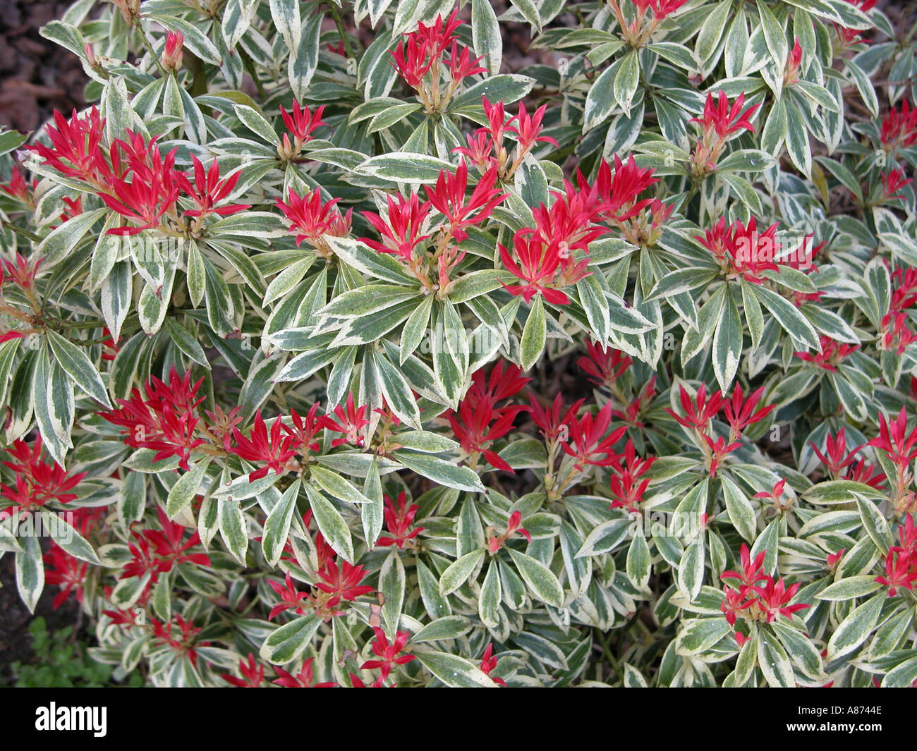 Pieris Japonica Variegata