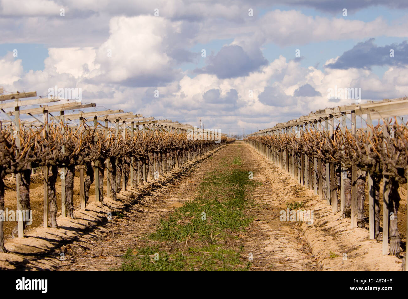 Grape vine dormant hi-res stock photography and images - Alamy