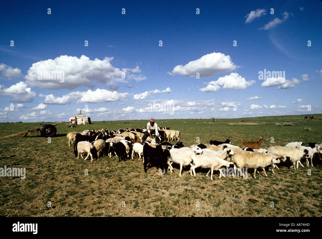 Mongolia sheep being readied to milk in the Gobi steppe Oevoer Hangay ...